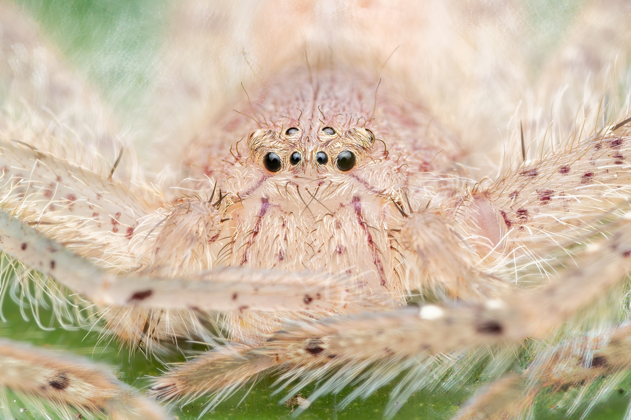 Heteropoda davidbowie Jäger, 2008