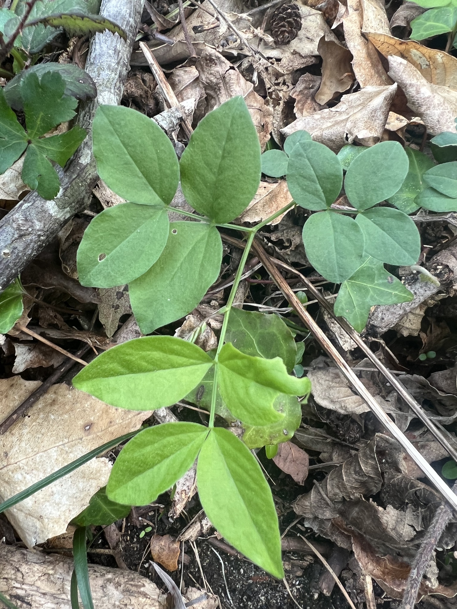 Lathyrus venetus (Mill.) Wohlf.