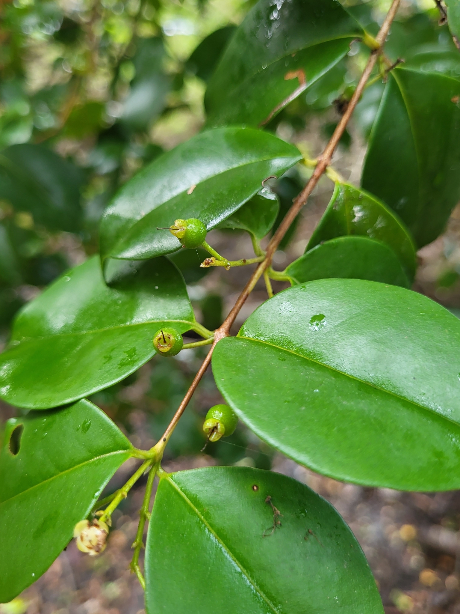 Eugenia biflora (L.) DC.