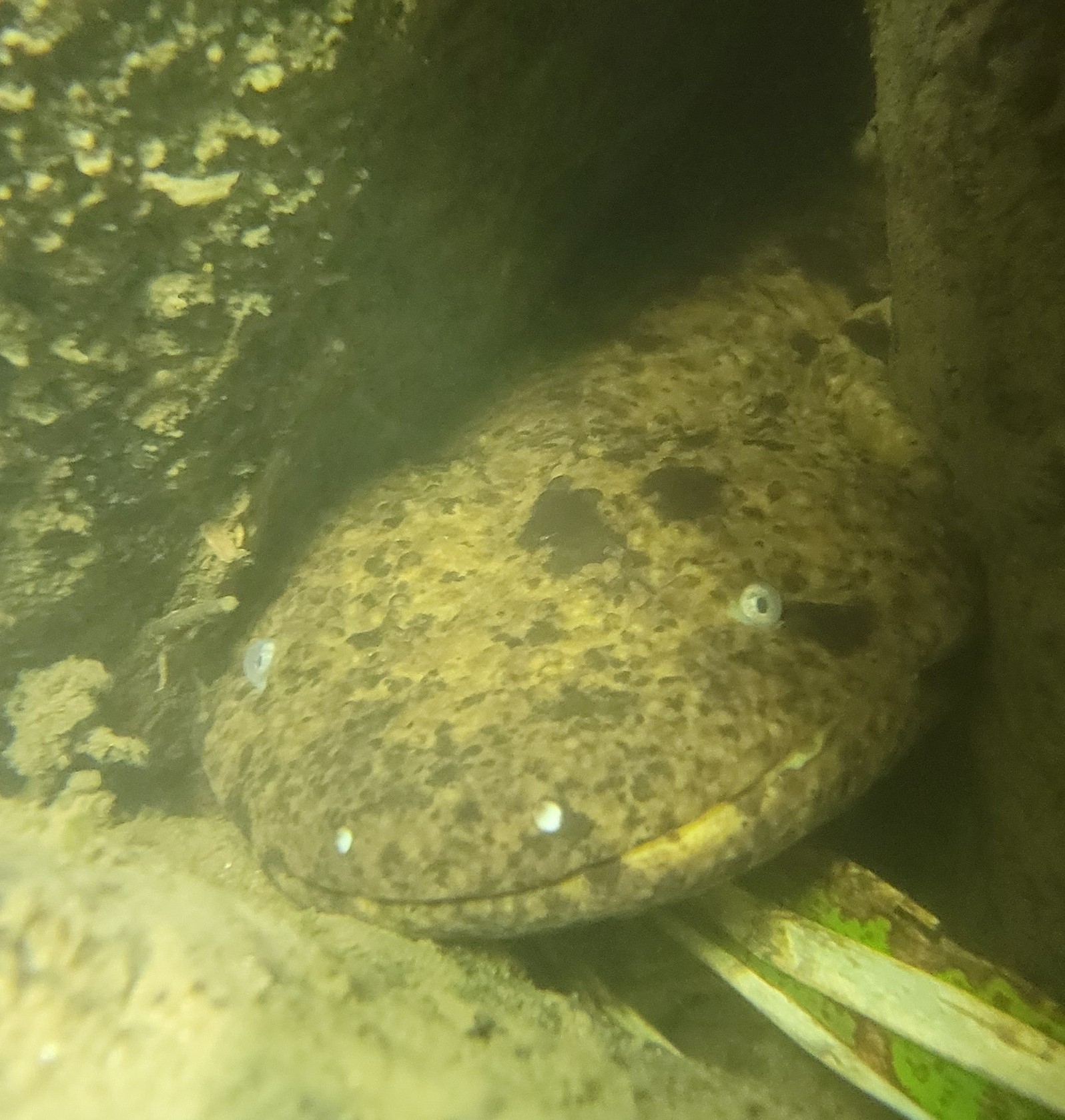 Cryptobranchidae