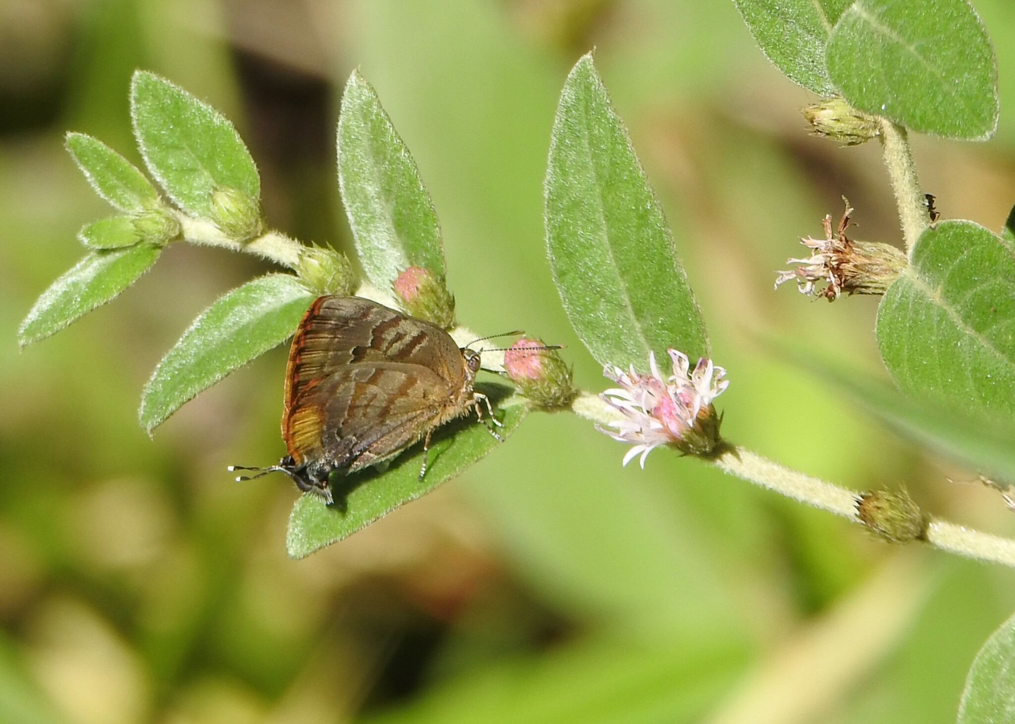 Rekoa palegon (Cramer, 1780)