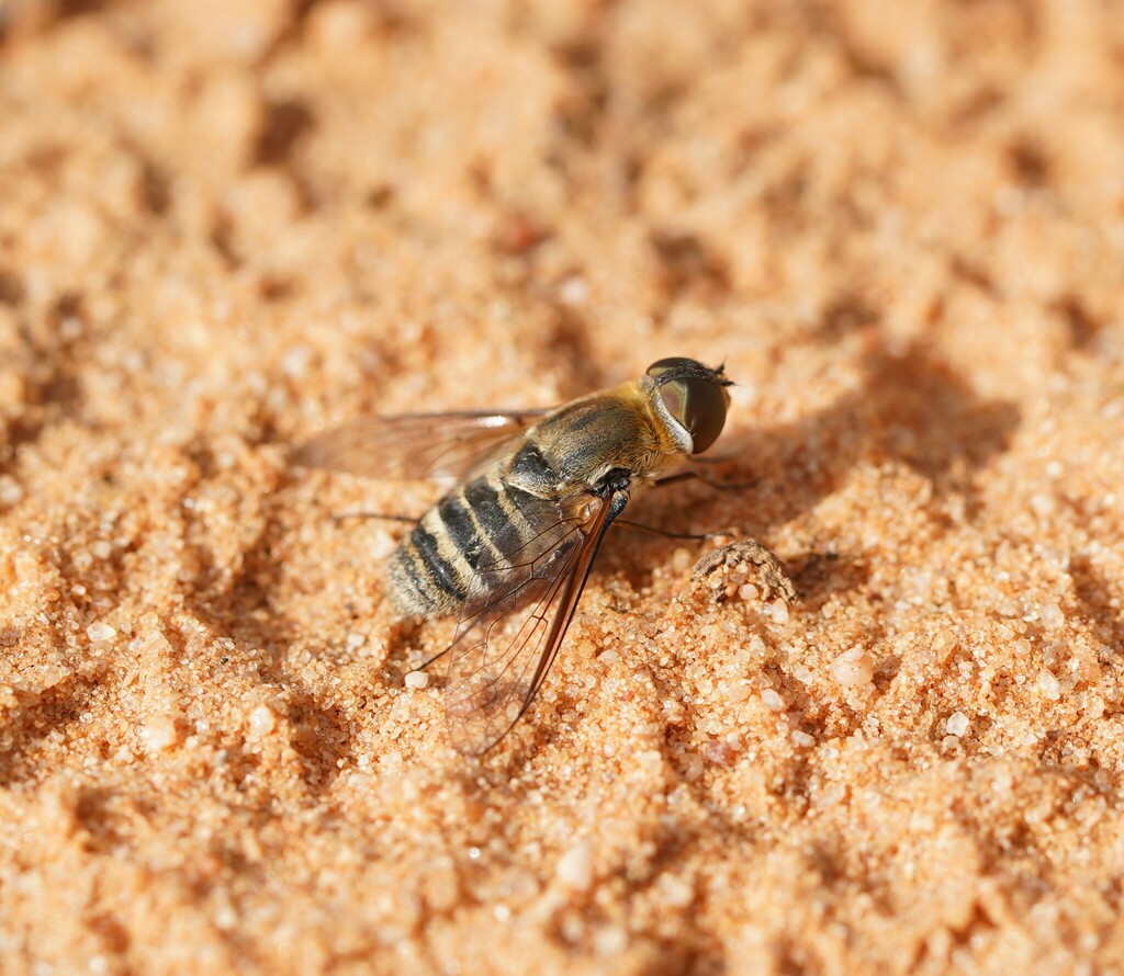 banded bee flies from Hattah VIC 3501, Australia on April 08, 2023 at ...