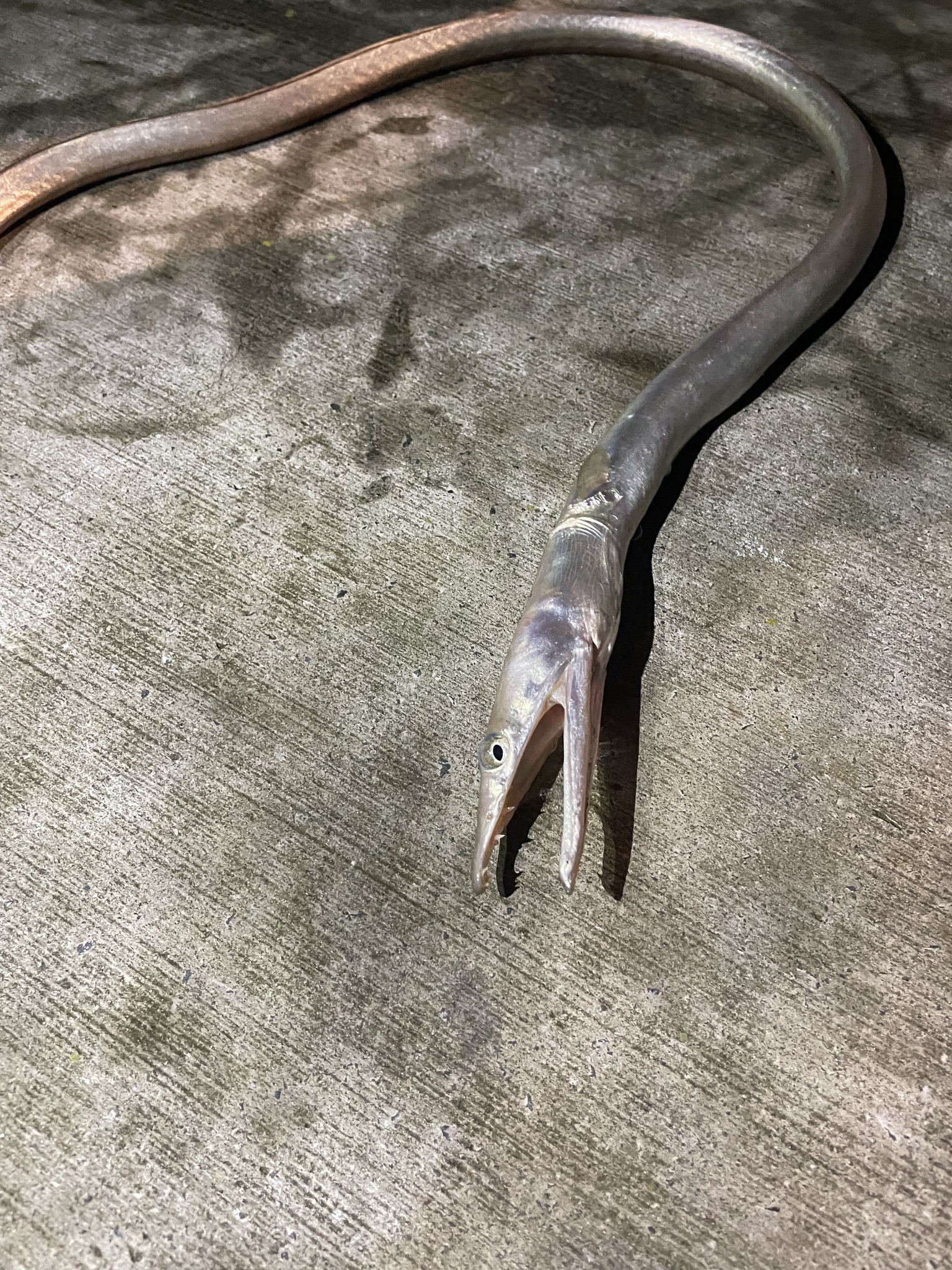 Ophisurus Lacepède, 1800