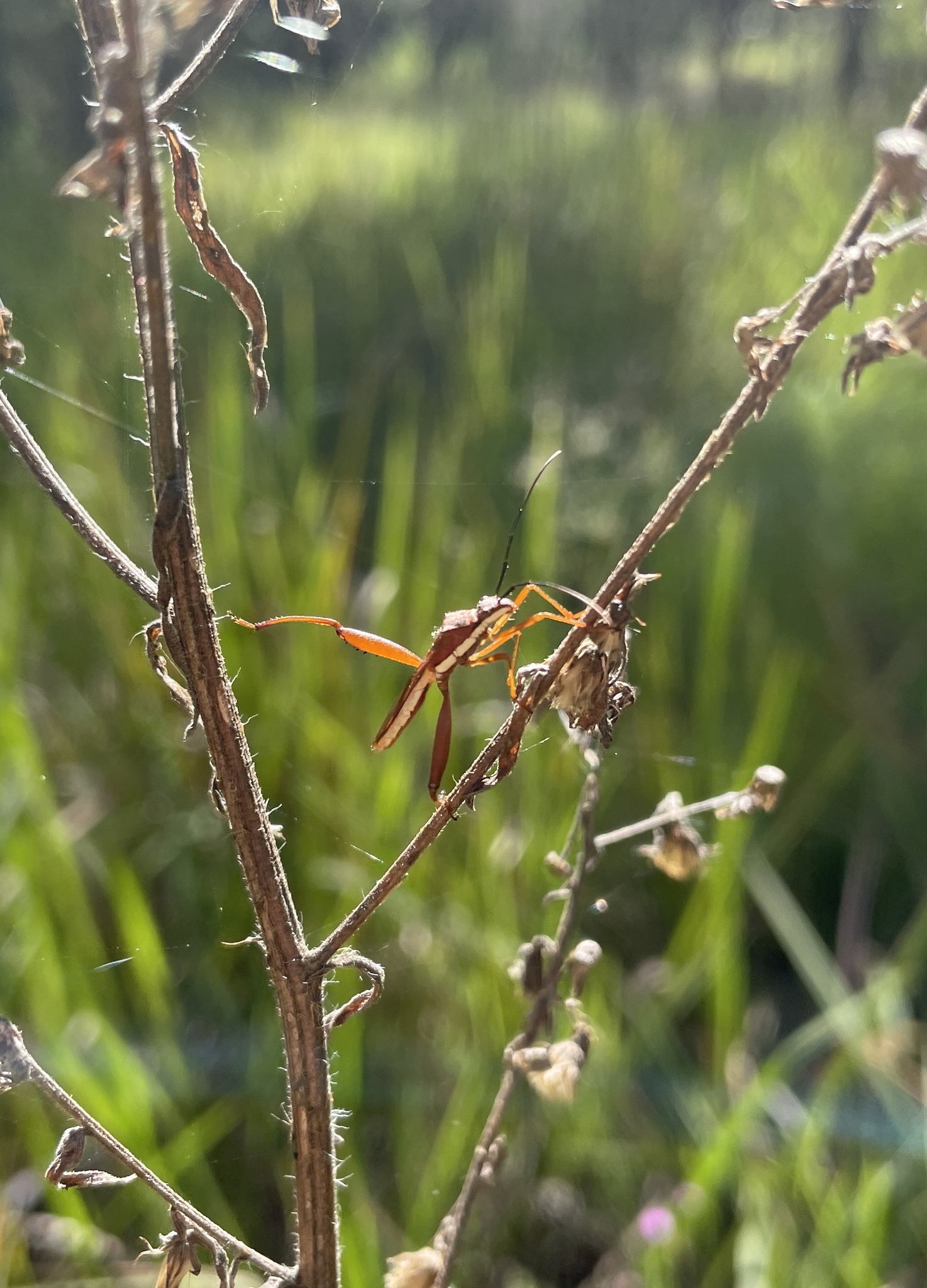 Riptortus linearis (Fabricius, 1775)