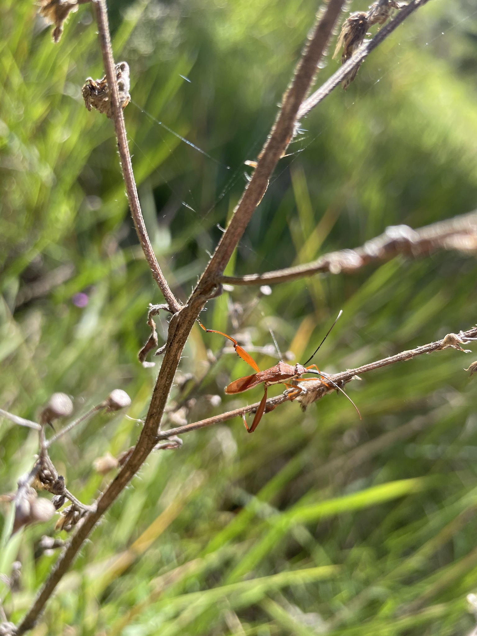 Riptortus linearis (Fabricius, 1775)