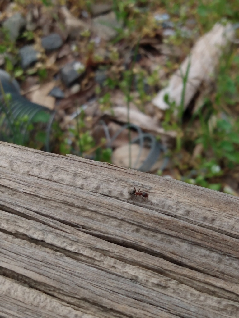 Western Velvety Tree Ant from North Fork, CA 93643, USA on April 11 ...