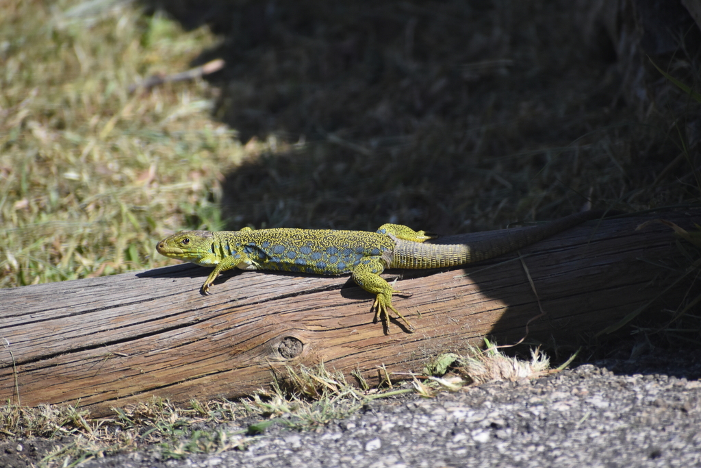 Ocellated lizard from Almada, Portugal on April 5, 2023 at 11:28 AM by ...