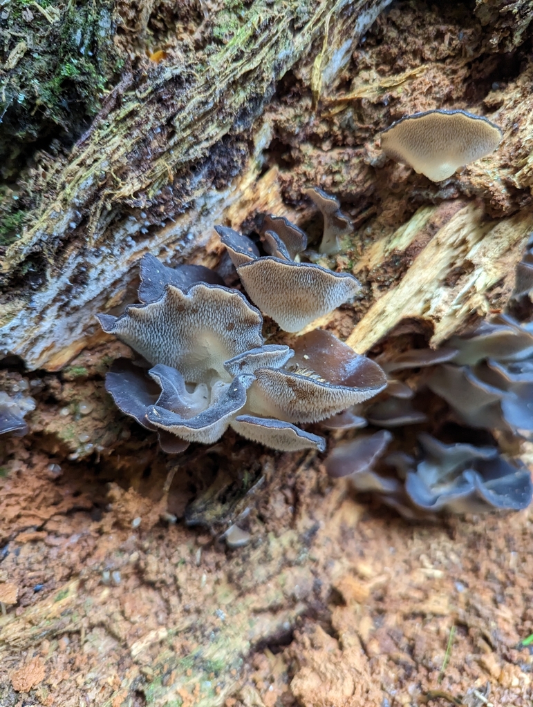 Pseudohydnum orbiculare from Glenleith, Dunedin 9010, New Zealand on ...
