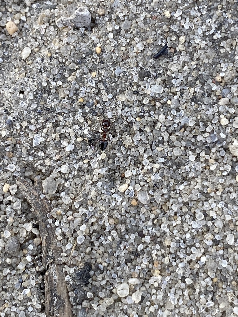 Cherry Acrobat Ant from Cape Island, Cape May, NJ, US on April 11, 2023 ...