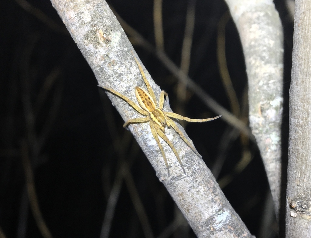 Fishing Spiders from S Admiral Rd, Forbes, MN, US on April 10, 2023 at ...