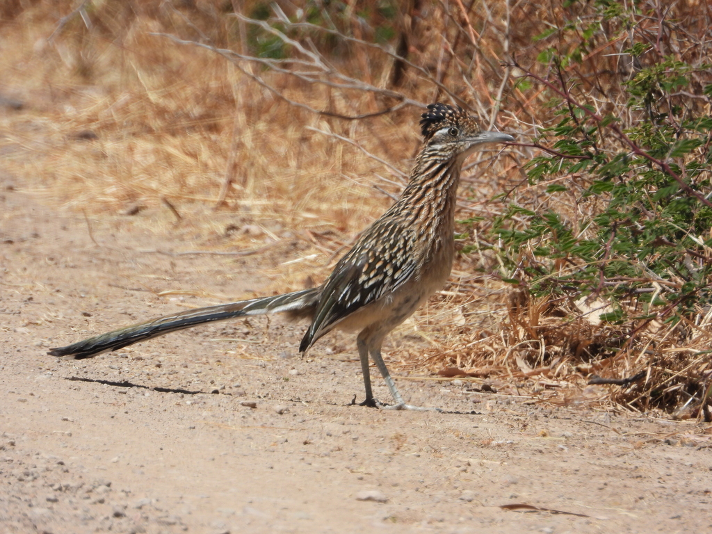 Greater Roadrunner from Mezquitic, Jal., México on April 10, 2023 at 11 ...