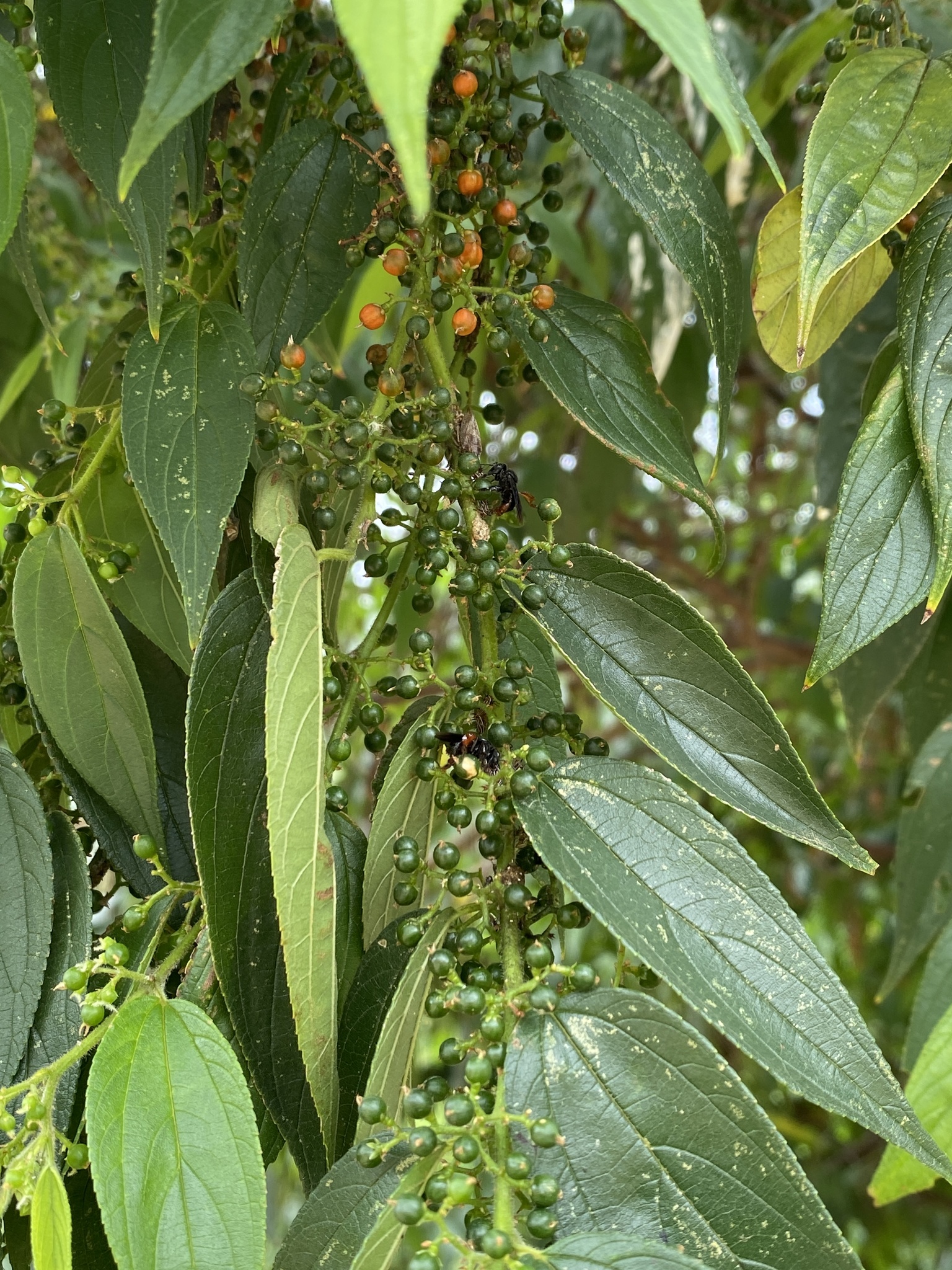 Trema micrantha (L.) Blume