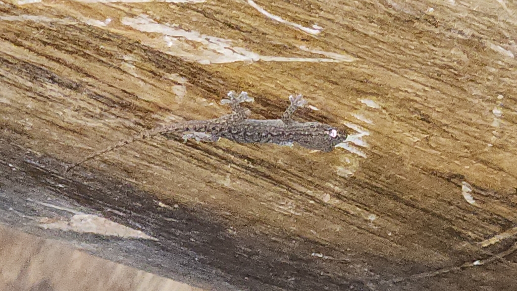 Typical Geckos from La Concordia, Ecuador on March 05, 2023 at 01:18 AM ...