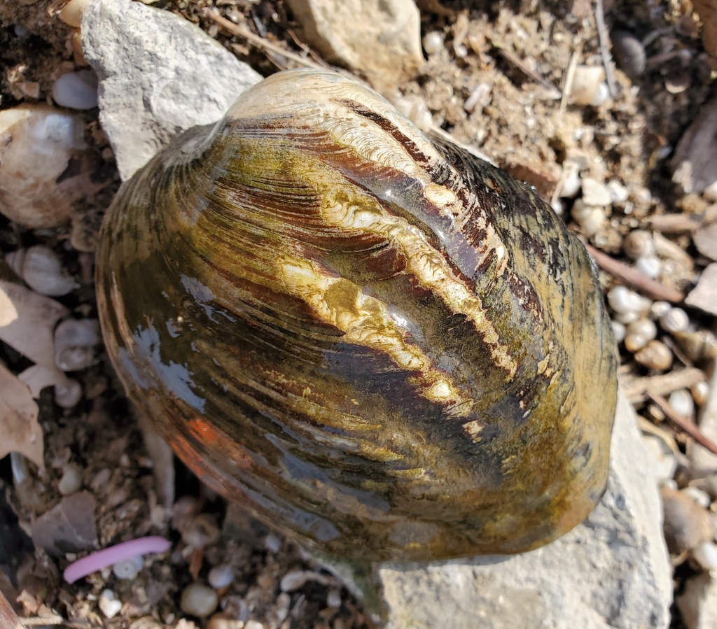Three-ridge Mussel from Sonora Township, IL, USA on March 15, 2023 at ...