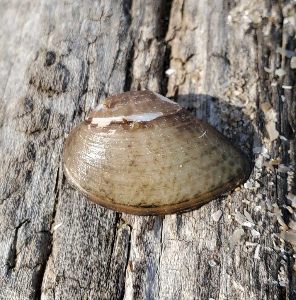 Fawnsfoot from Sonora Township, IL, USA on March 15, 2023 at 10:24 AM ...