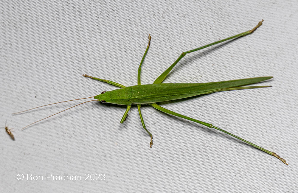 Euconocephalus incertus from Darjeeling town, Gandhi Road, Darjeeling ...