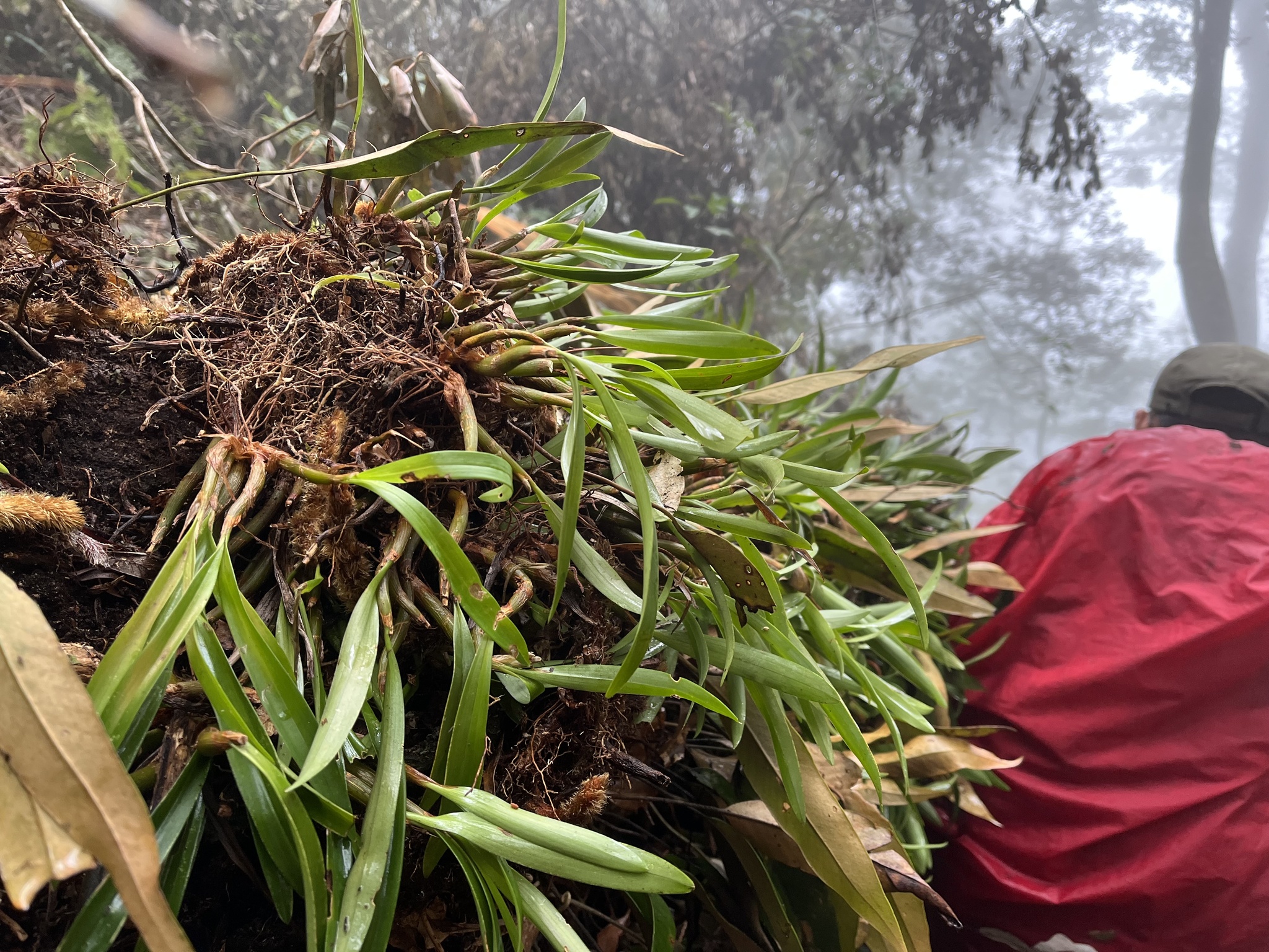 Pinalia amica (Rchb.f.) Kuntze