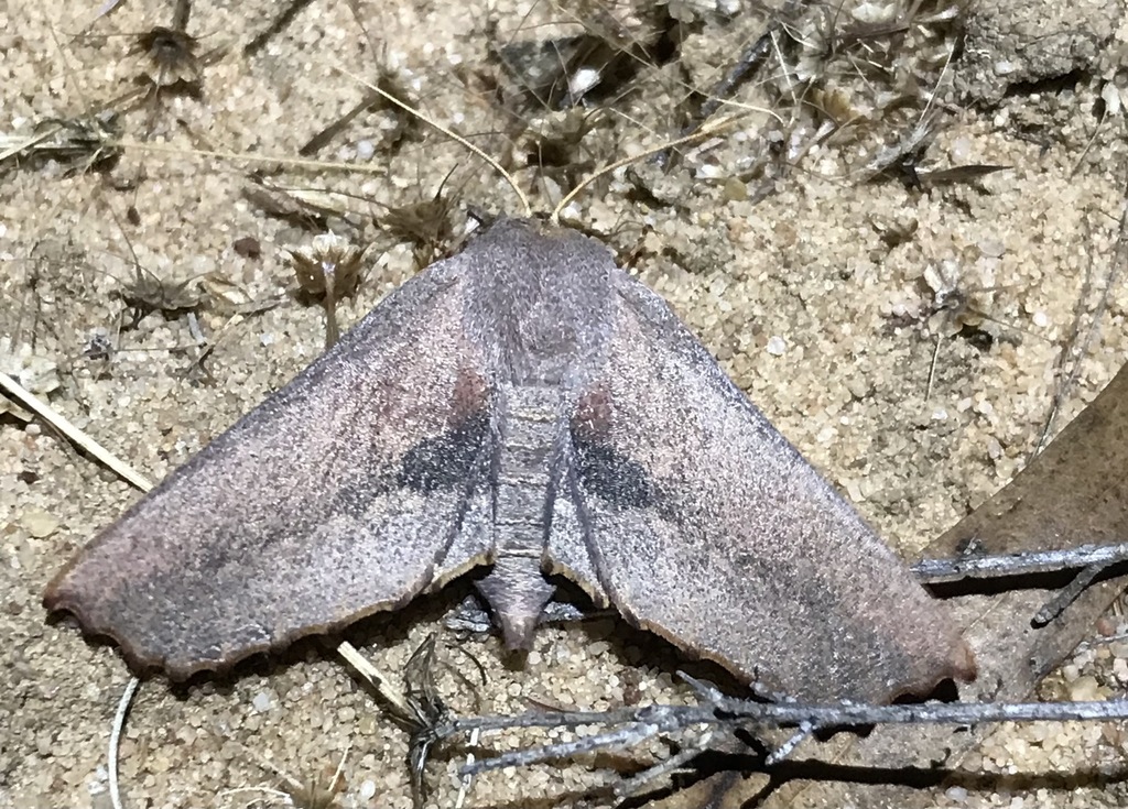 Dark Leaf Moth from Rainbow VIC 3424, Australia on April 01, 2023 at 11 ...