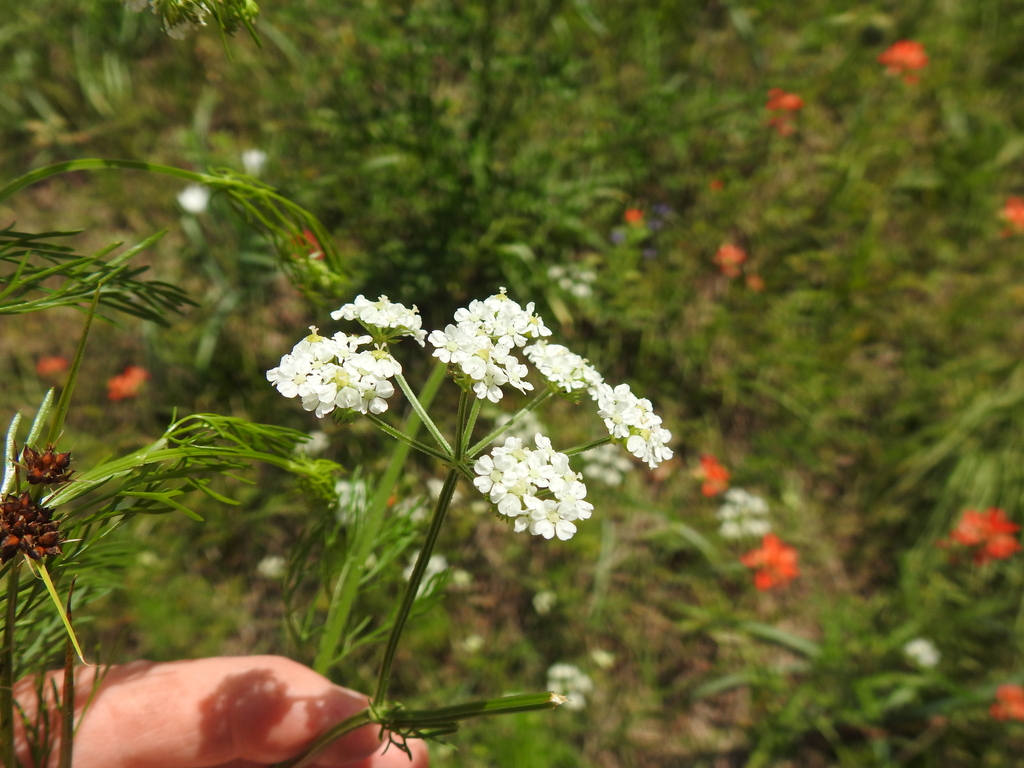 prairie bishop from Fayette County, TX, USA on April 11, 2023 at 02:24 ...