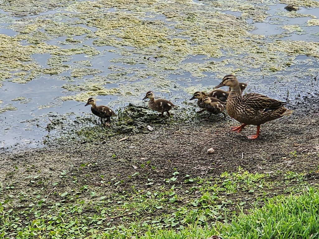 Mallard × Mottled Duck from St. Petersburg, FL, USA on April 9, 2023 at ...