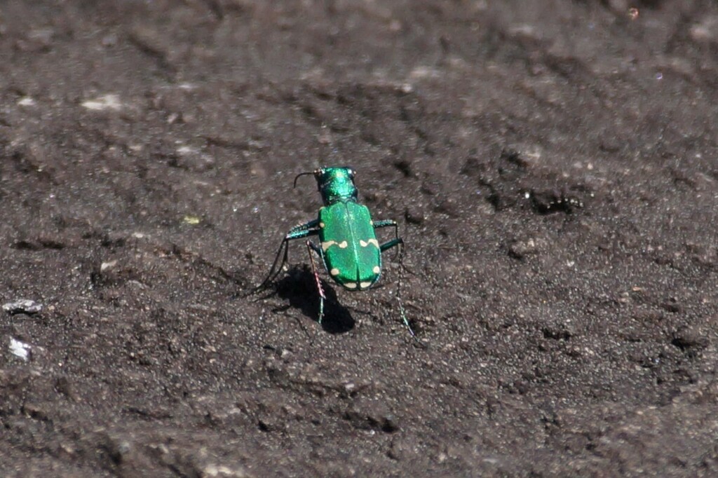 Northern Barrens Tiger Beetle in April 2023 by Max Ramey · iNaturalist