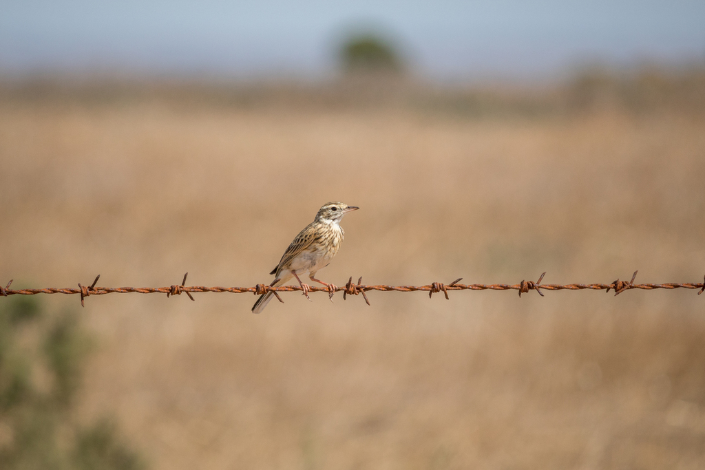 Australian Pipit from Port Wakefield SA 5550, Australia on March 06 ...