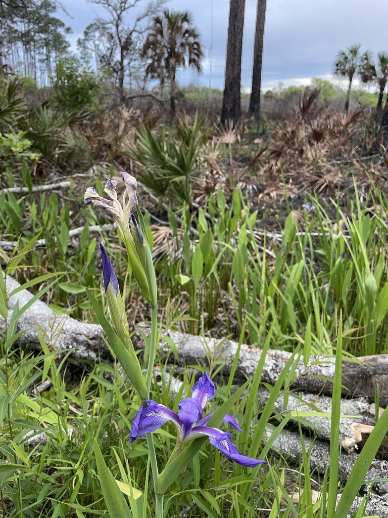Prairie Iris in April 2023 by lillybyrd · iNaturalist