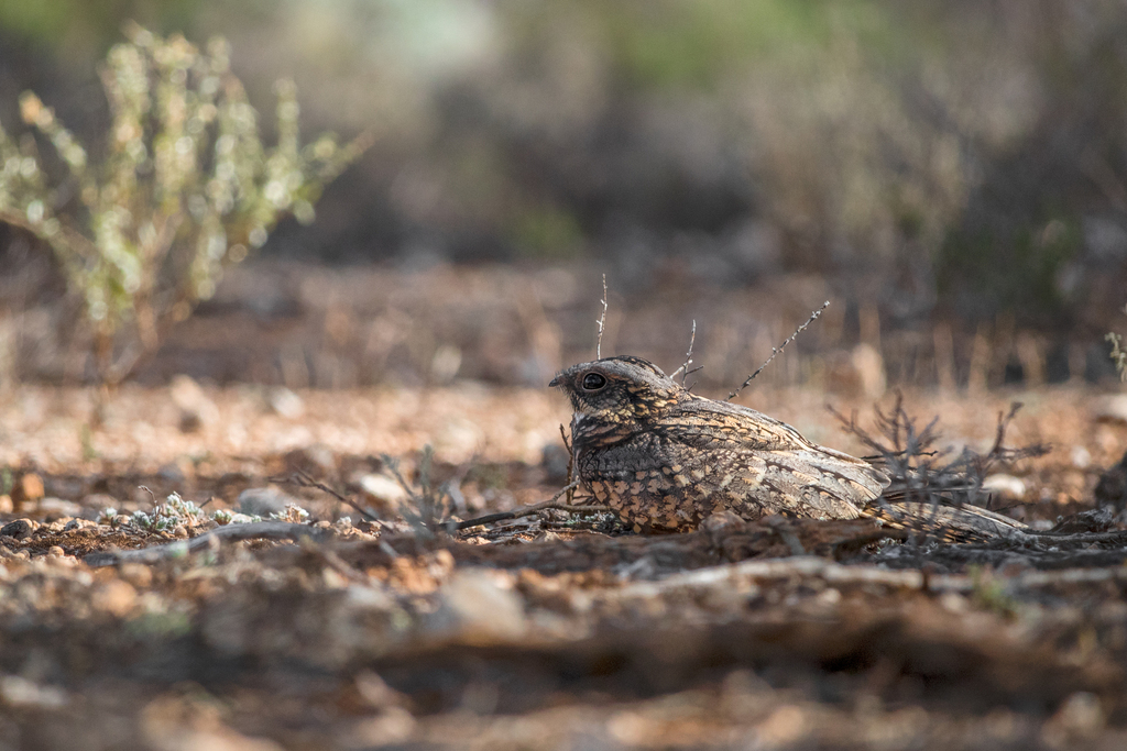 Spotted Nightjar from Blanchetown SA 5357, Australia on April 10, 2016 ...