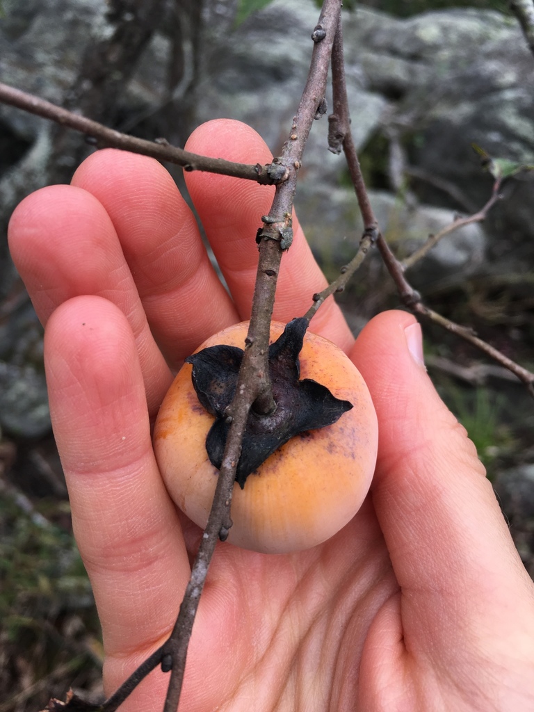 persimmon family (Ebenaceae) - Botanical Realm