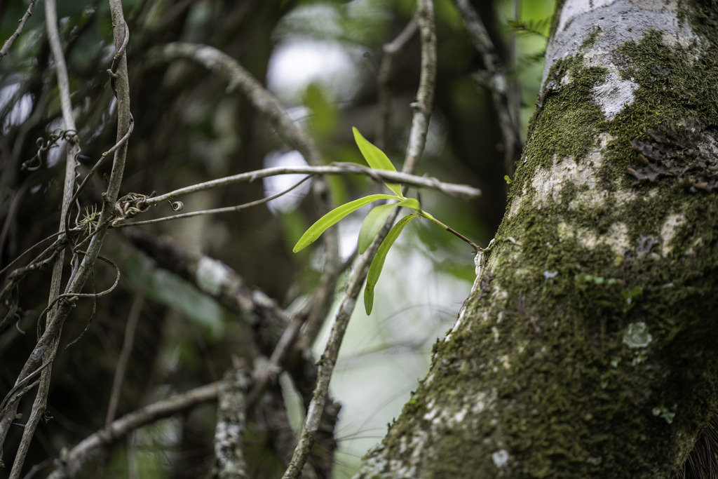 Night Scented Orchid in April 2023 by Tyler Donaghy · iNaturalist
