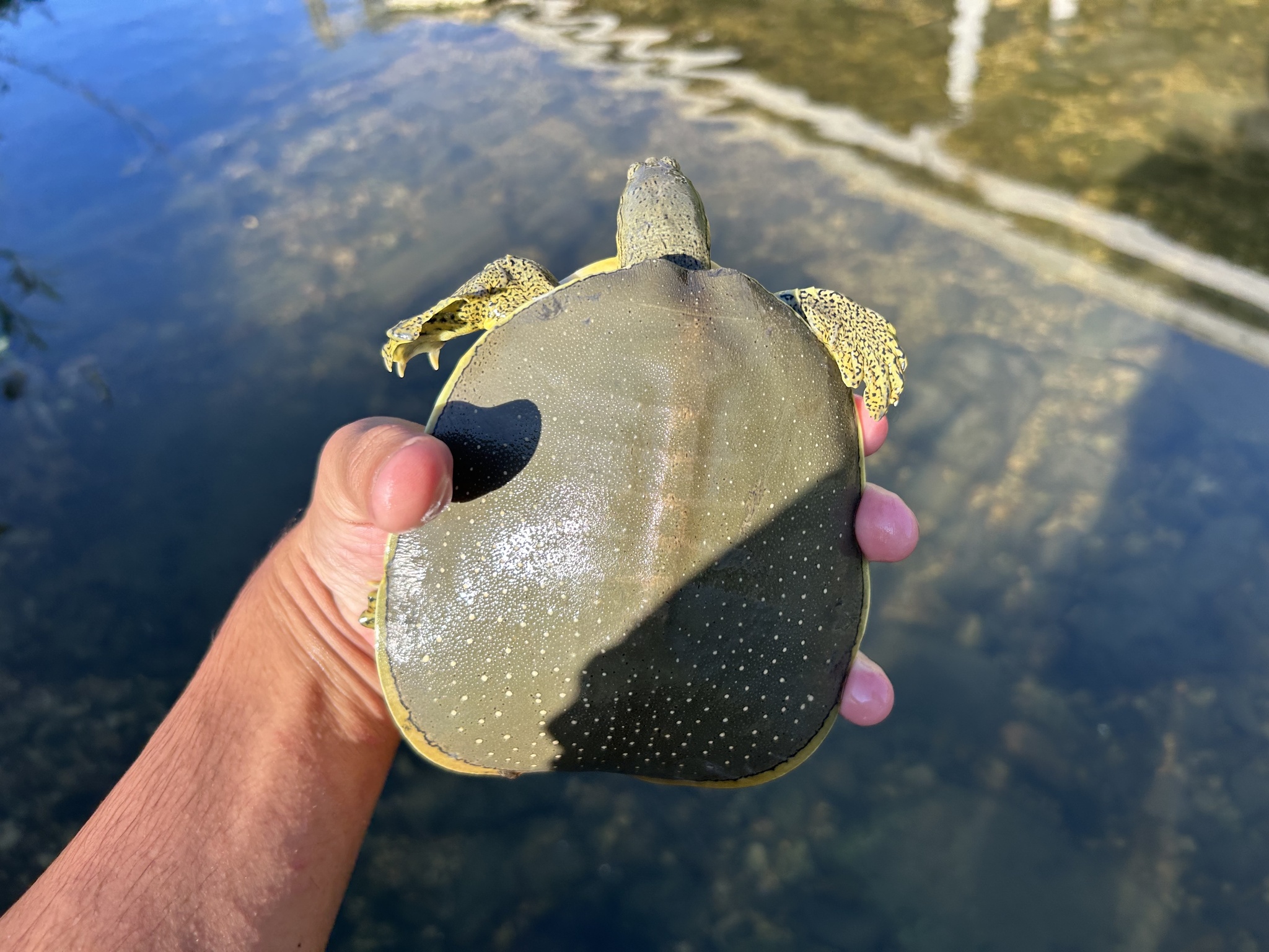Apalone spinifera guadalupensis (Webb, 1962)