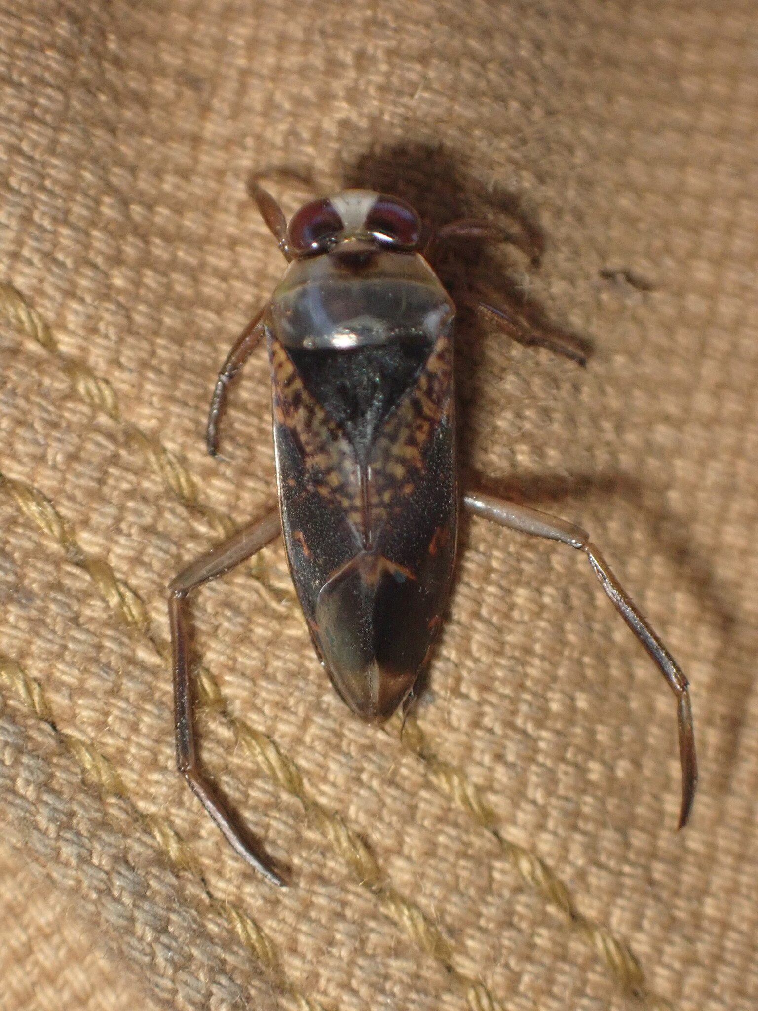 Notonecta irrorata Uhler, 1879