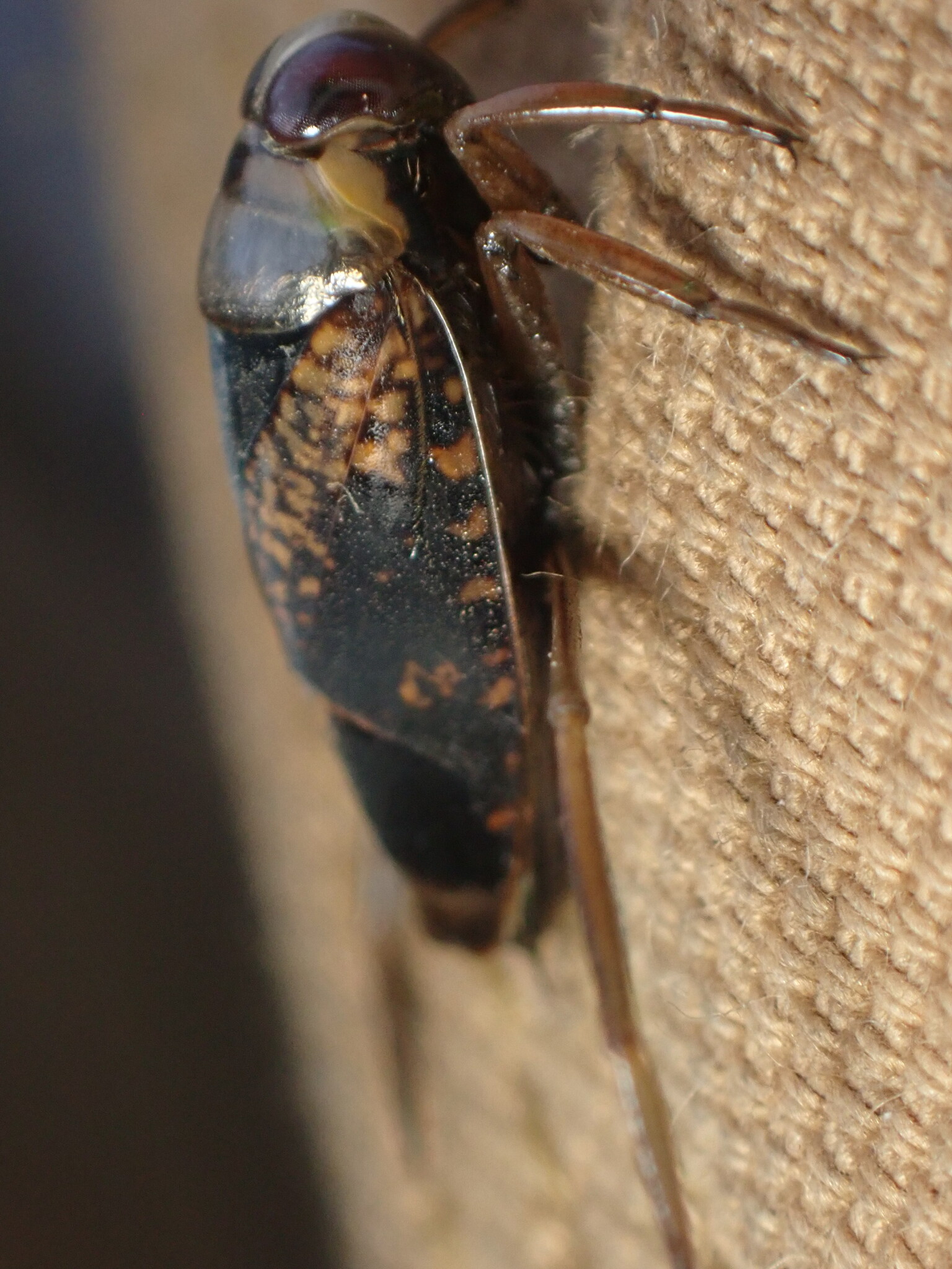 Notonecta irrorata Uhler, 1879