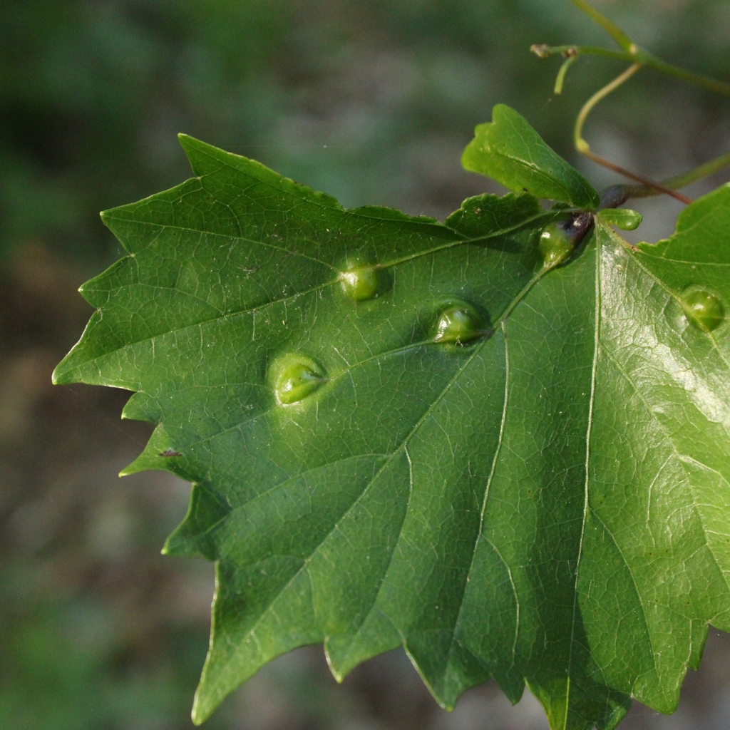 Grape Tumid Gallmaker Midge from Cayce, SC 29033, USA on April 11, 2023 ...