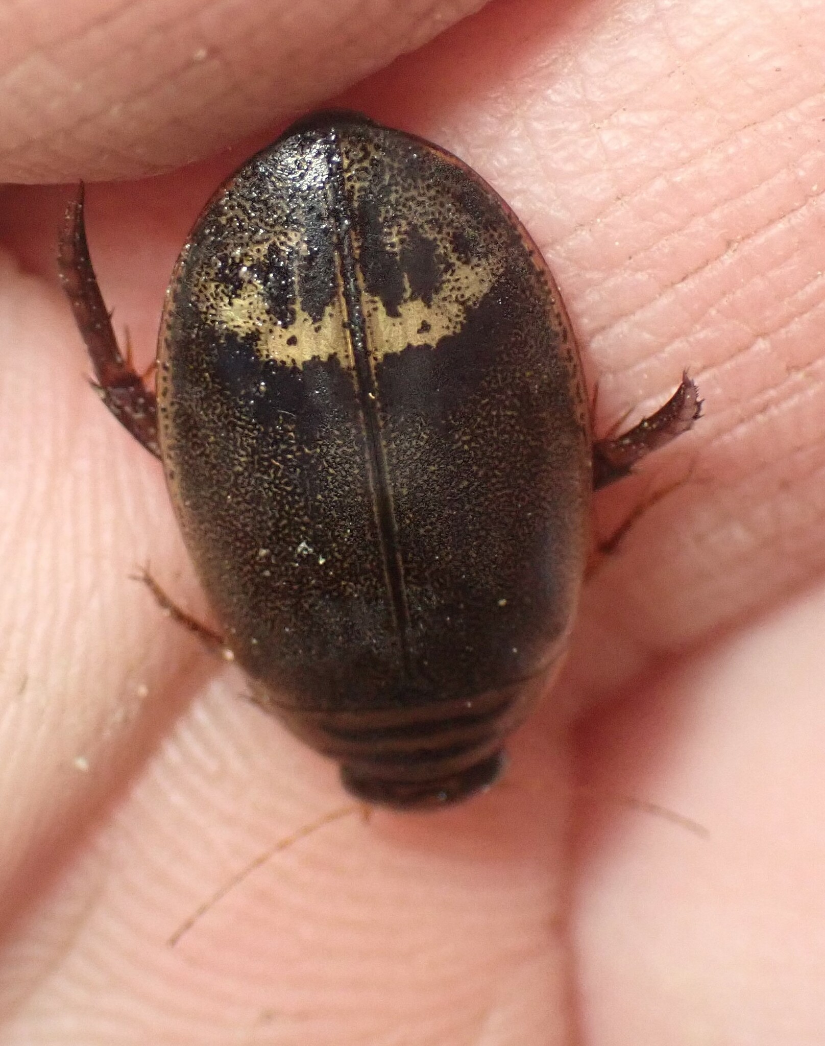 Acilius semisulcatus Aubé, 1838