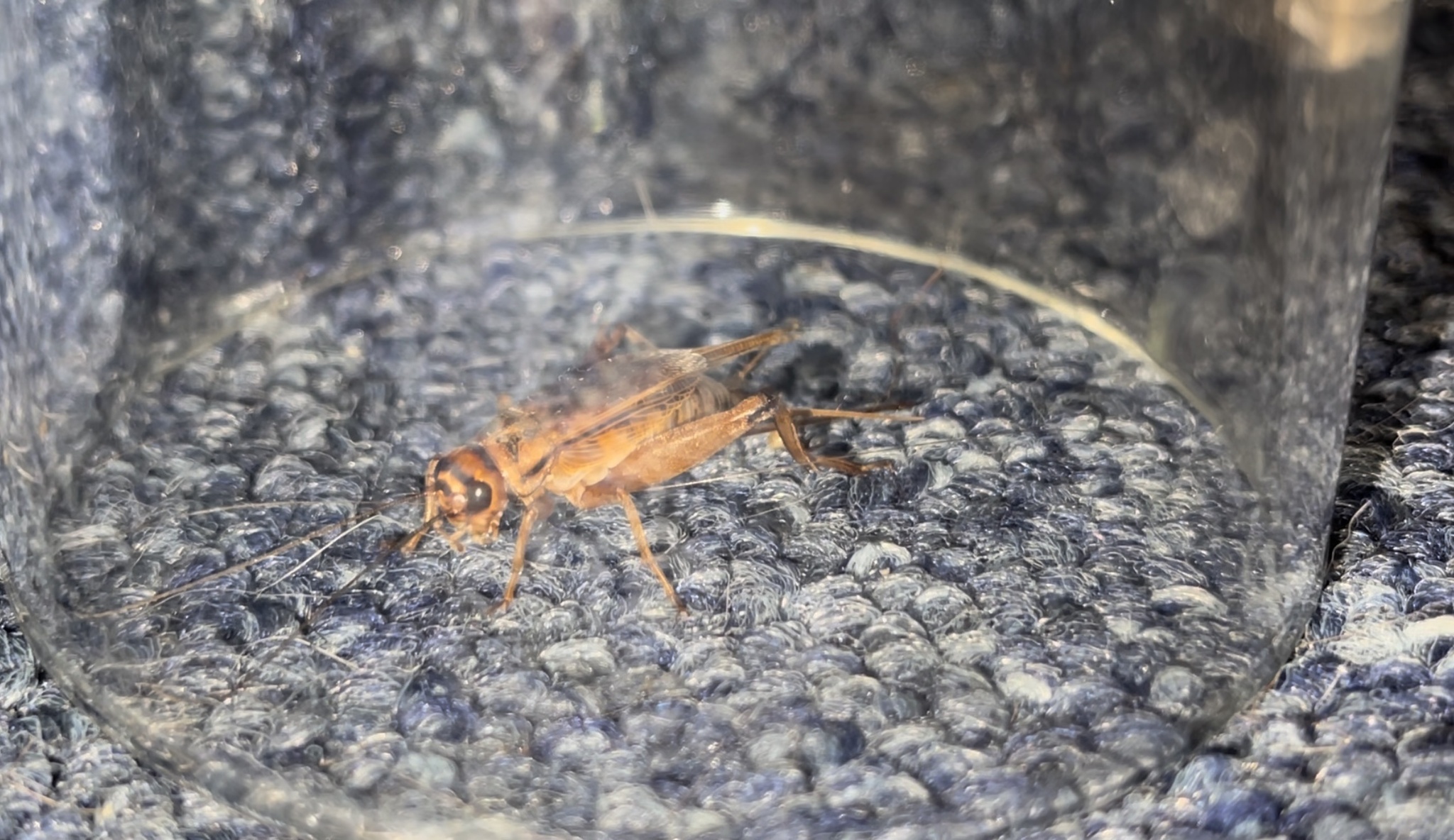 Acheta domesticus (Linnaeus, 1758)