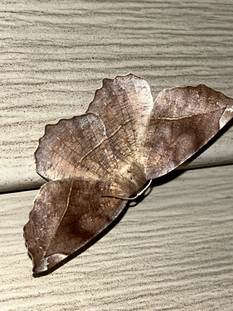 Curved-toothed Geometer Moth from Middletown Rd, Freeland, MD, US on ...
