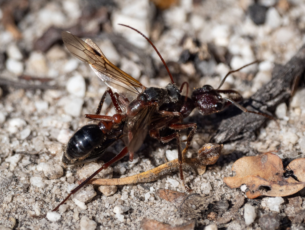 Inchman Ant from Wonboyn NSW 2551, Australia on April 05, 2023 at 11:03 ...