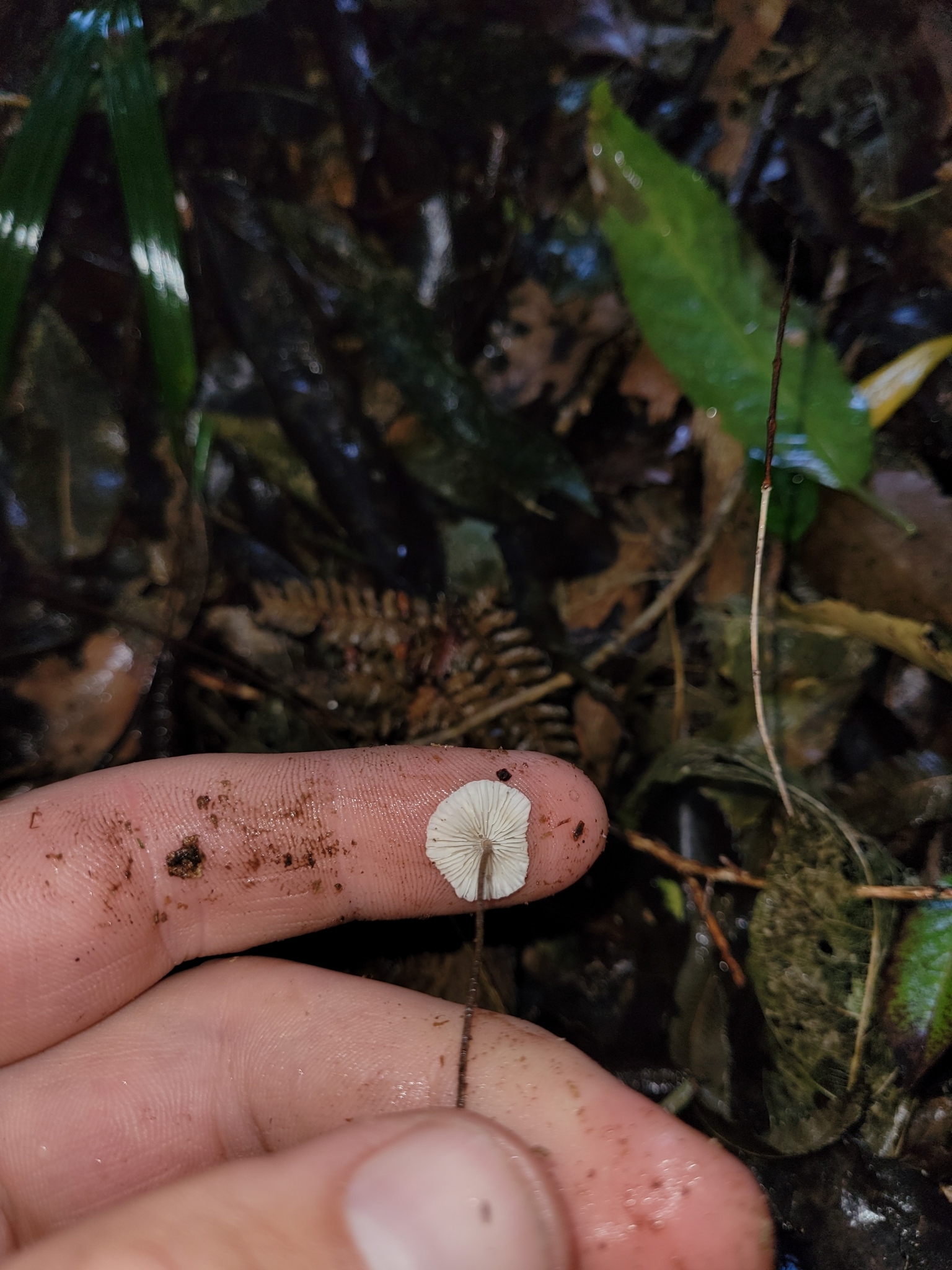 Crinipellis Pat., 1889