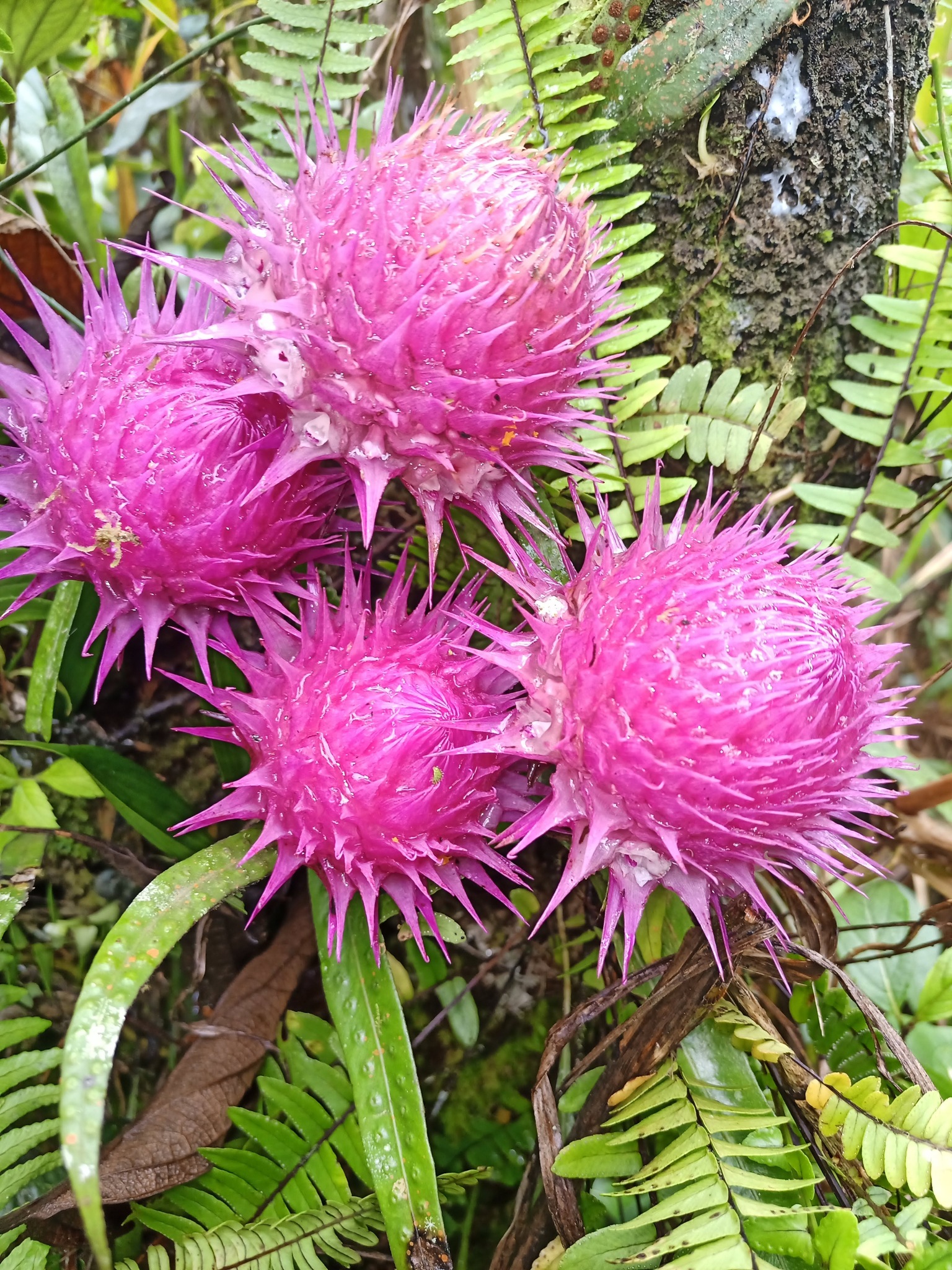 Elleanthus capitatus (Poepp. & Endl.) Rchb.f.
