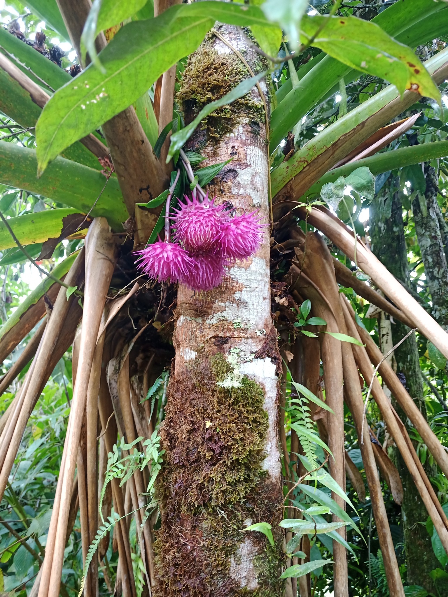 Elleanthus capitatus (Poepp. & Endl.) Rchb.f.