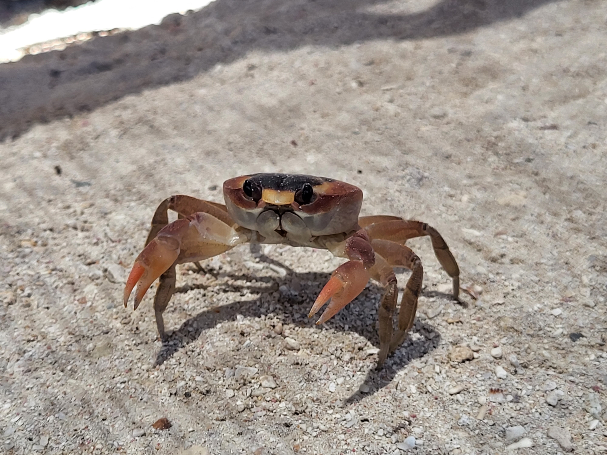 Gecarcinus lateralis Guérin, 1832