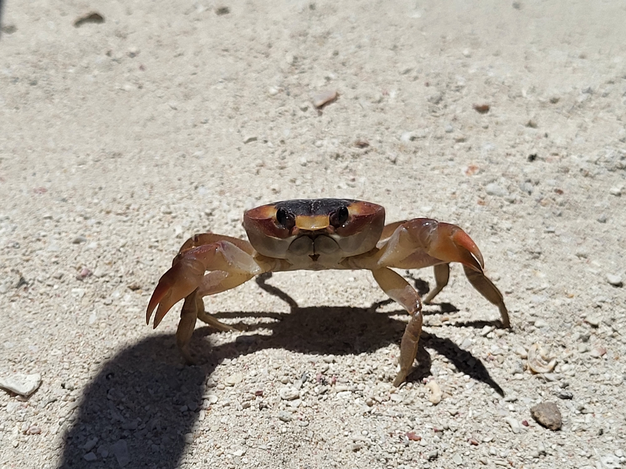 Gecarcinus lateralis Guérin, 1832