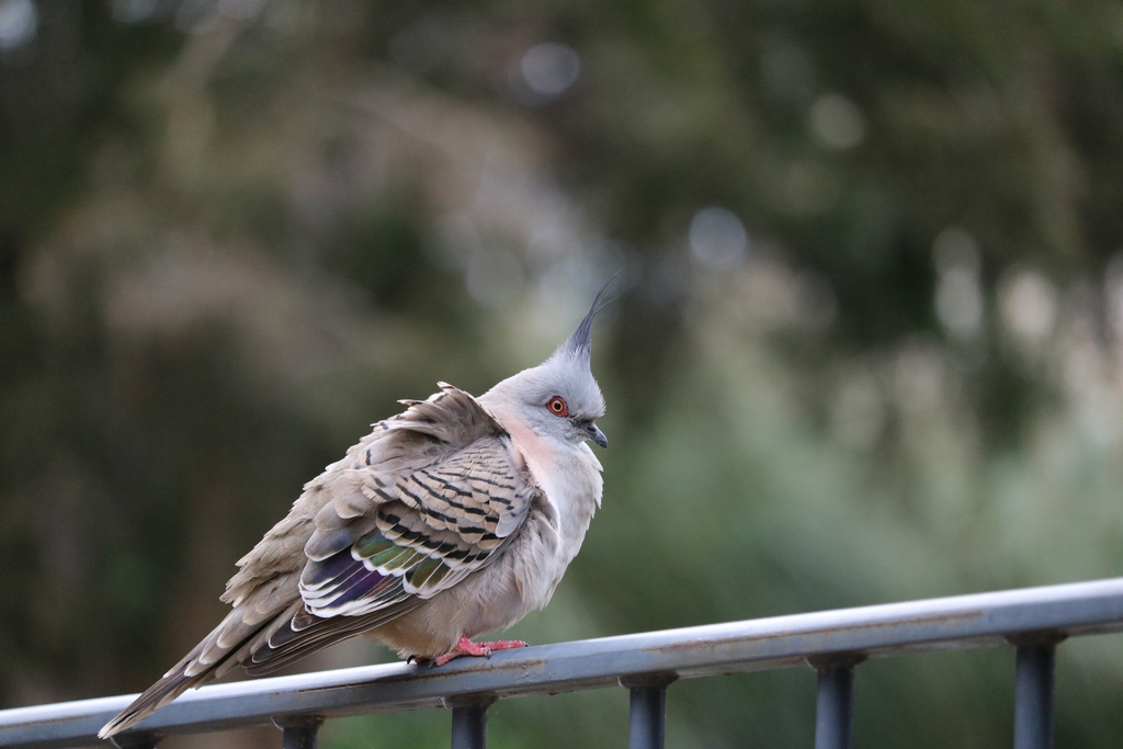 Crested Pigeon from Adelaide SA, Australia on July 21, 2015 at 01:44 PM ...