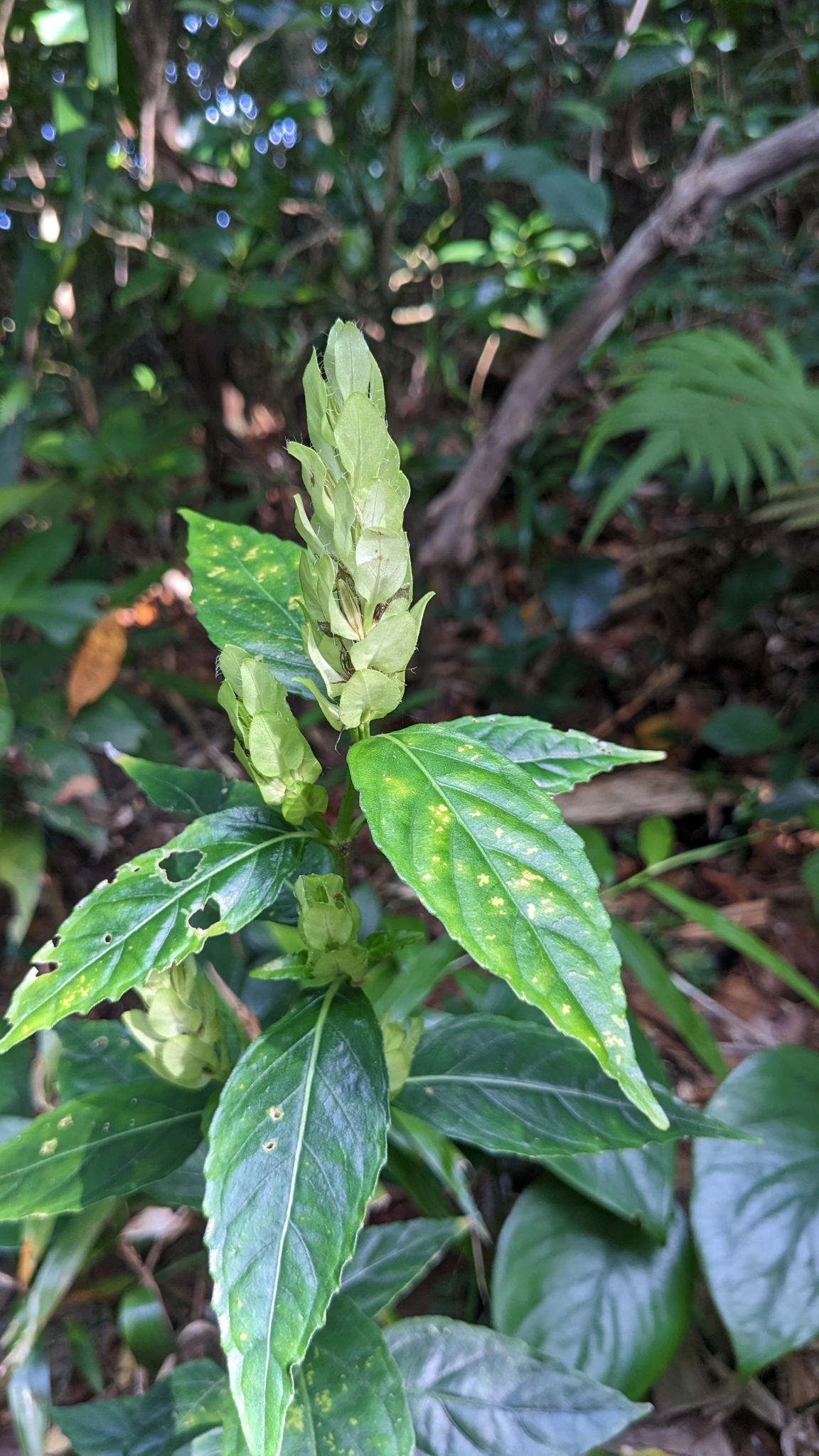 Strobilanthes cumingiana (Nees) Y.F.Deng & J.R.I.Wood