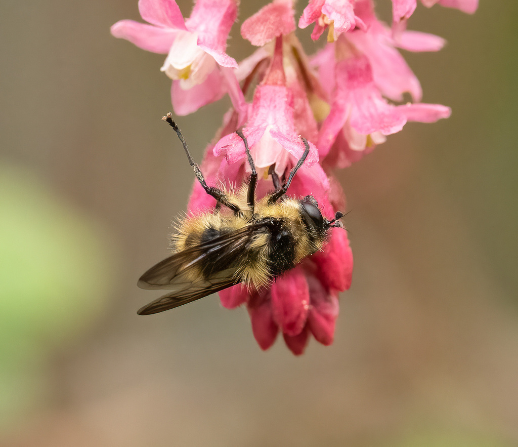 Williston's Bumble Fly from Parksville, BC, Canada on April 10, 2023 at ...