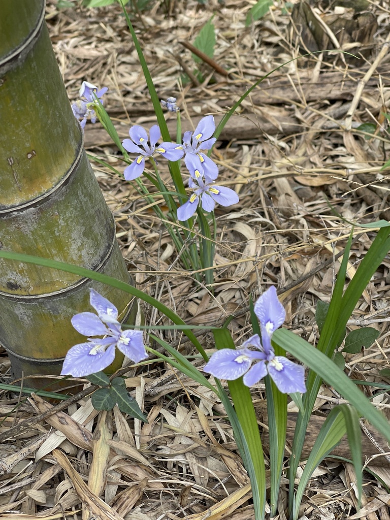 Iris proantha from 德清县, 湖州市, 浙江省, CN on April 12, 2023 at 11:16 AM by ...