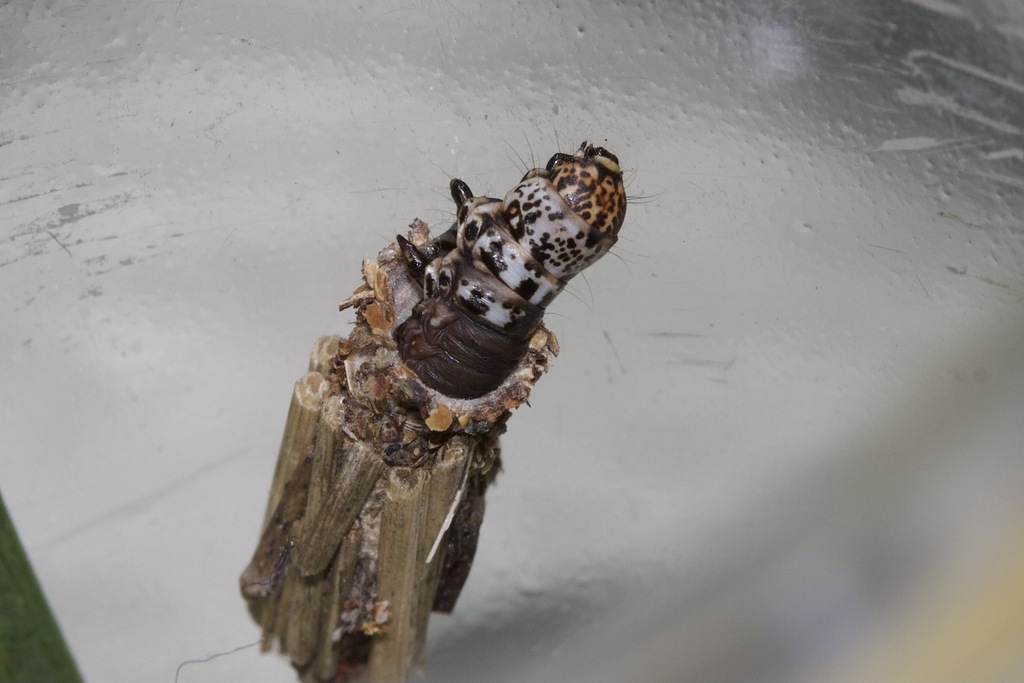 Case Moths from Mount Eliza VIC 3930, Australia on October 6, 2021 at ...