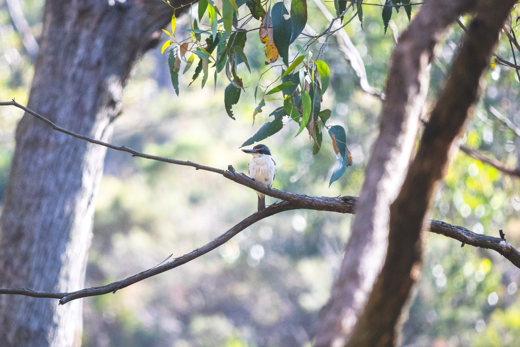 Sacred Kingfisher from Cleland SA 5152, Australia on October 11, 2015 ...