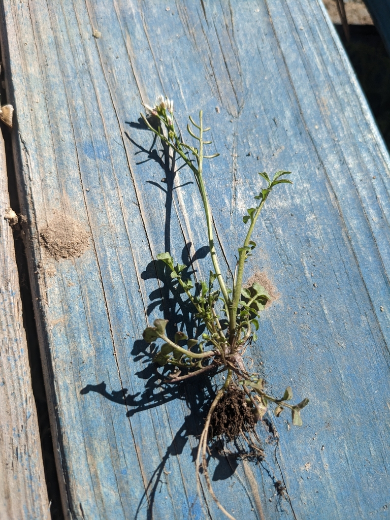 Bittercresses and Toothworts from Sandy, UT 84094, USA on April 10 ...